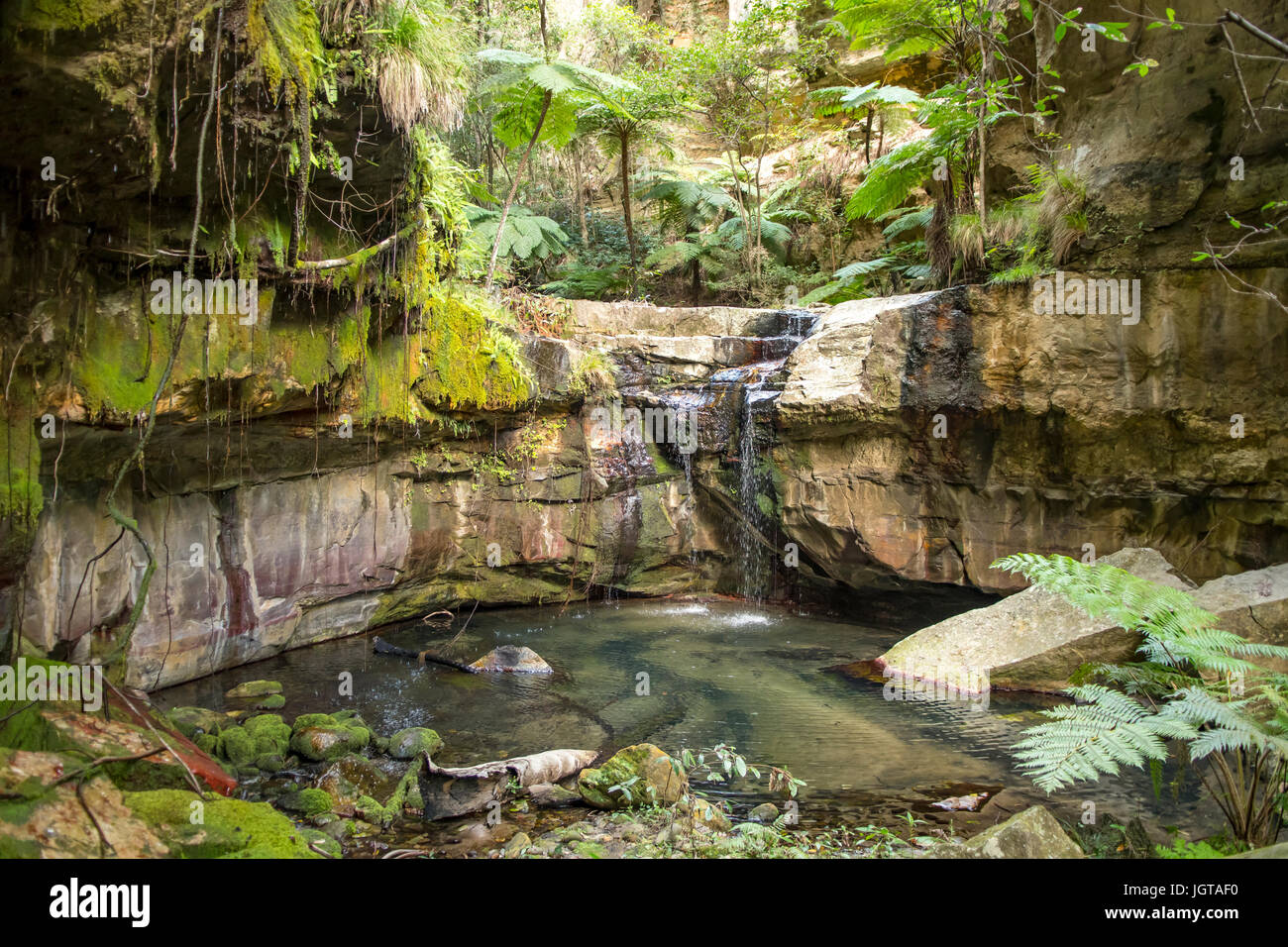 Moss Garden, Carnarvon Gorge, Queensland, Australia Stock Photo - Alamy