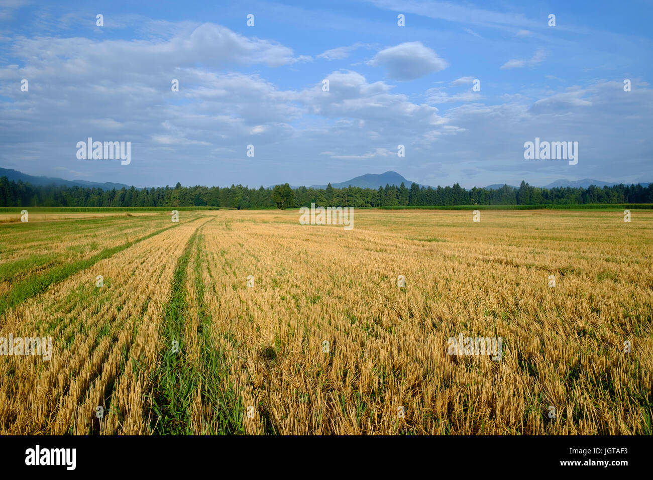 A freshly cut field of wheat Stock Photo - Alamy