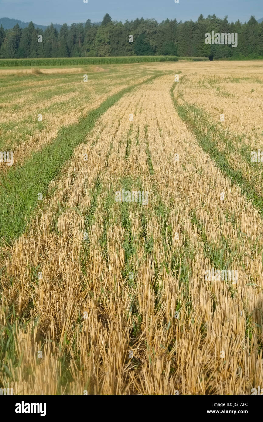 A freshly cut field of wheat Stock Photo - Alamy