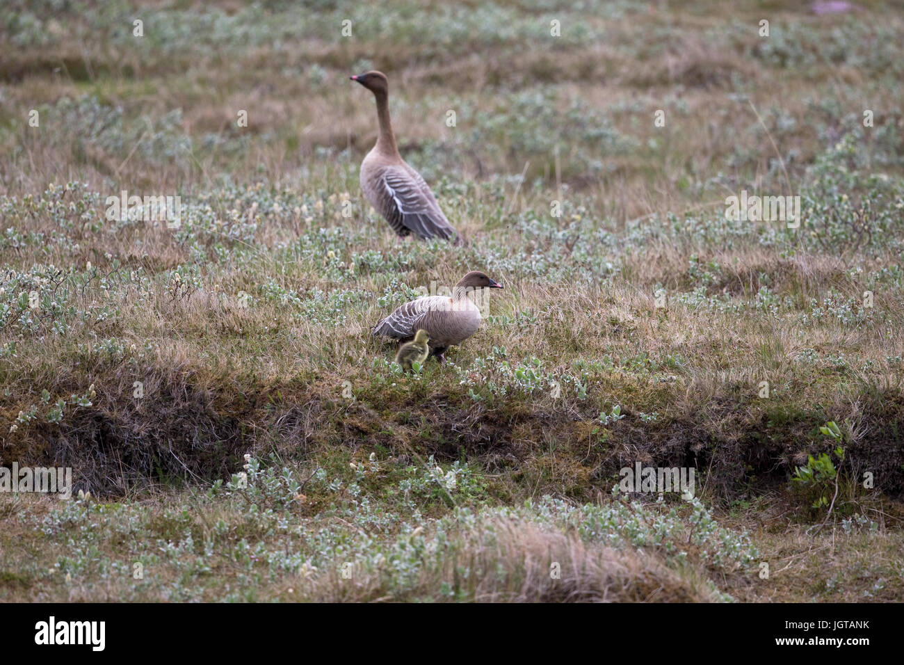 Daddy Goose High Resolution Stock Photography and Images - Alamy