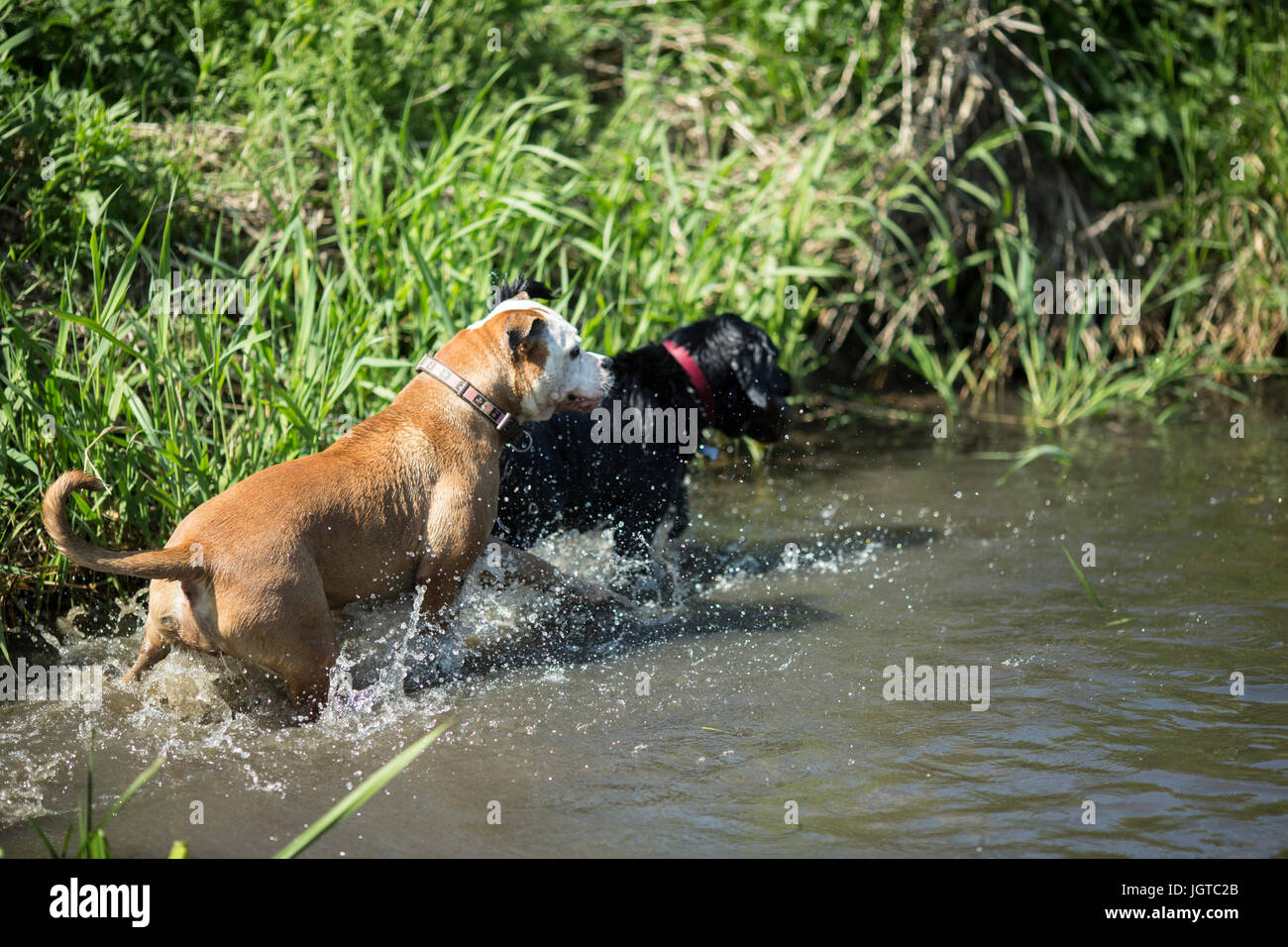 Portraits of dogs in landscapes hi-res stock photography and images - Alamy