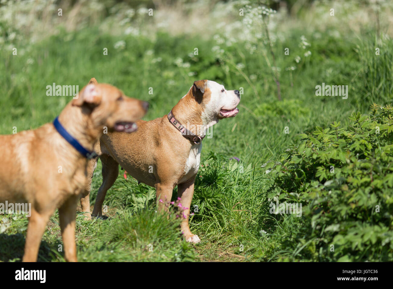 Dogs playing in streams Stock Photo - Alamy