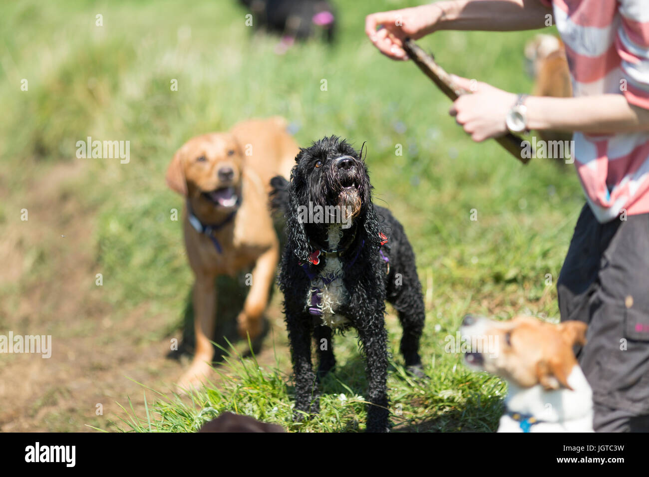 Dogs playing in streams Stock Photo - Alamy