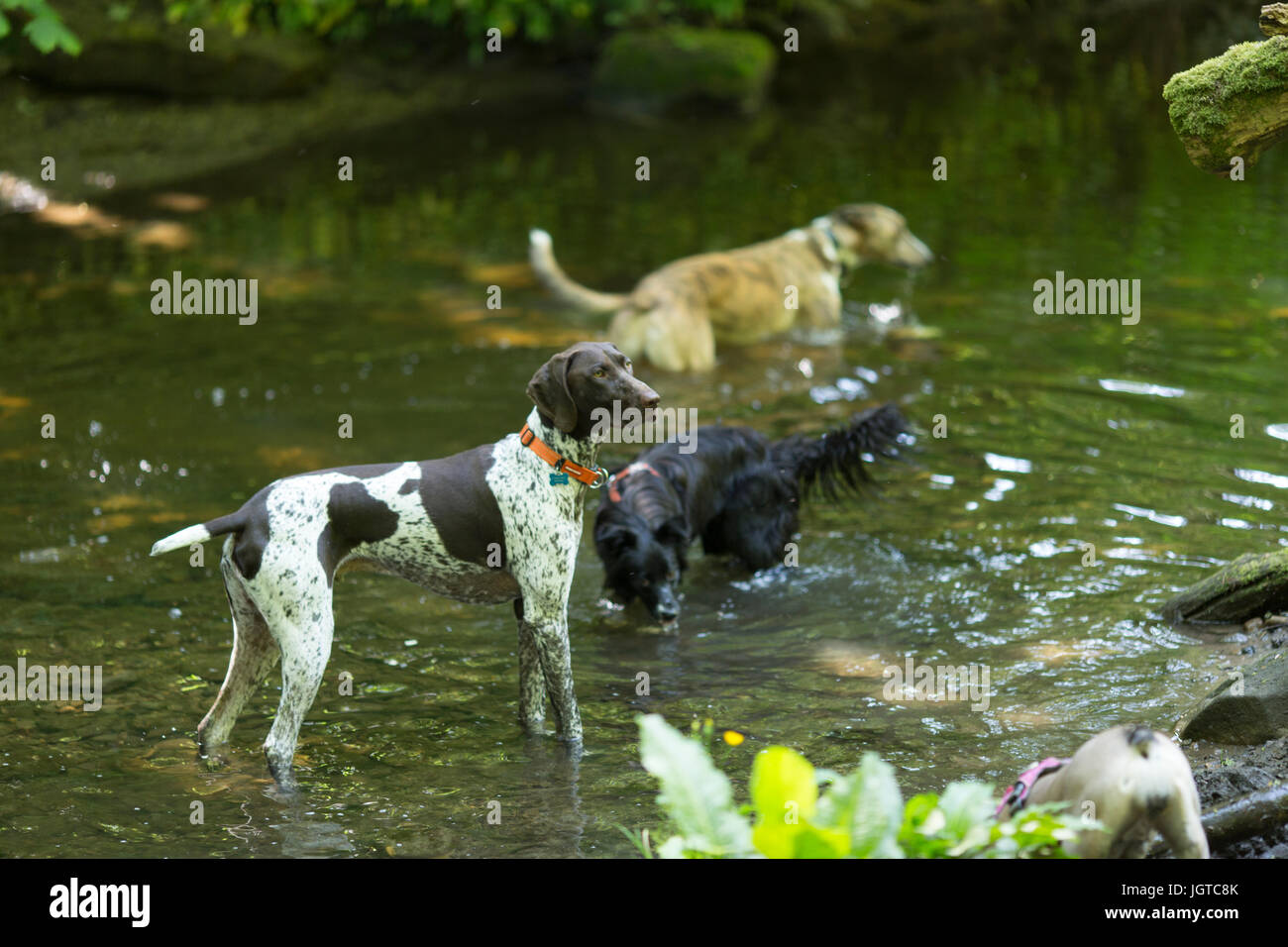 Dogs playing in streams Stock Photo - Alamy