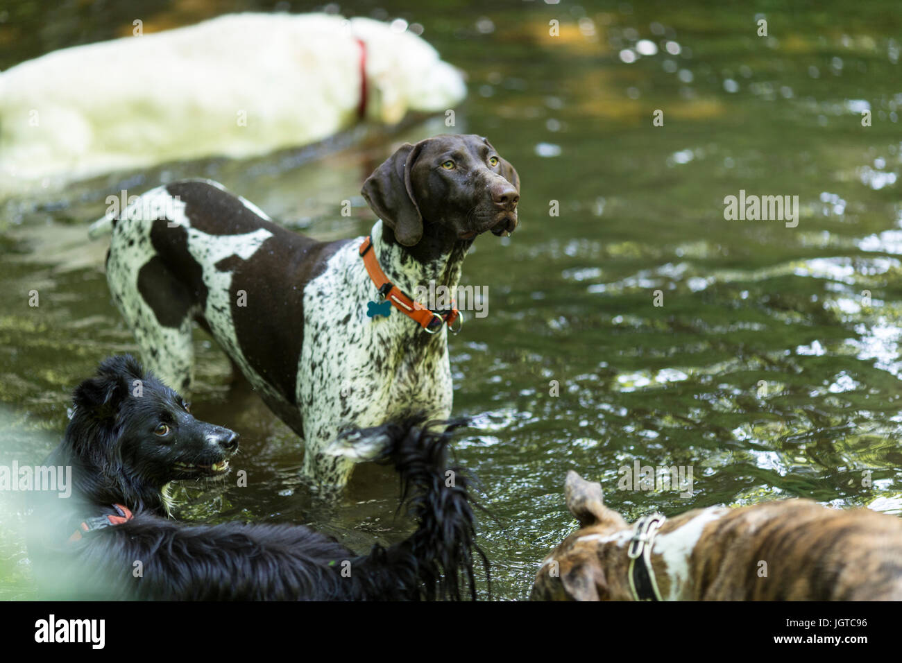 Dogs playing in streams Stock Photo - Alamy