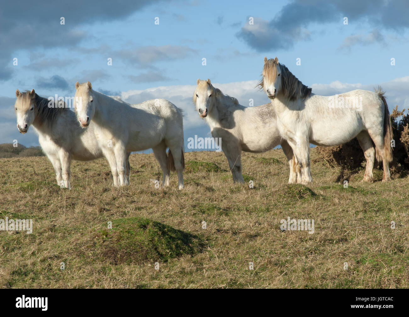 White horse field hi-res stock photography and images - Alamy