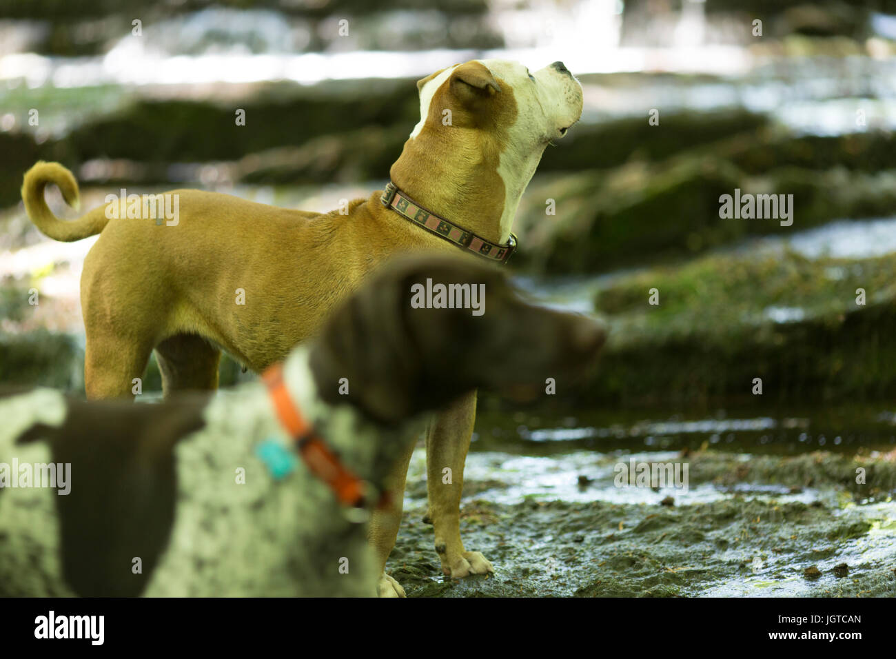 Dogs playing in streams Stock Photo - Alamy