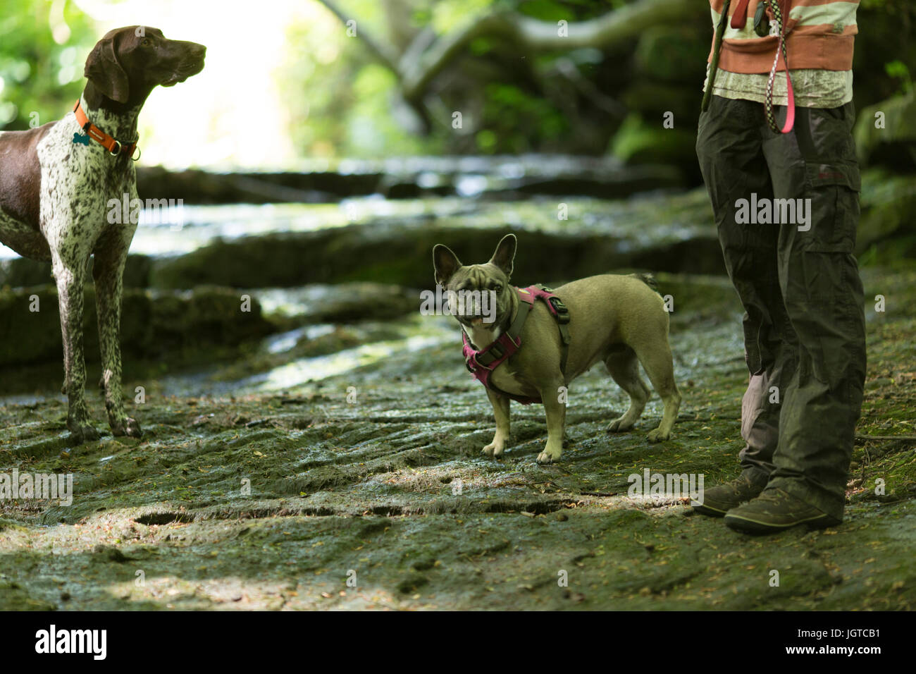 Dogs playing in streams Stock Photo - Alamy