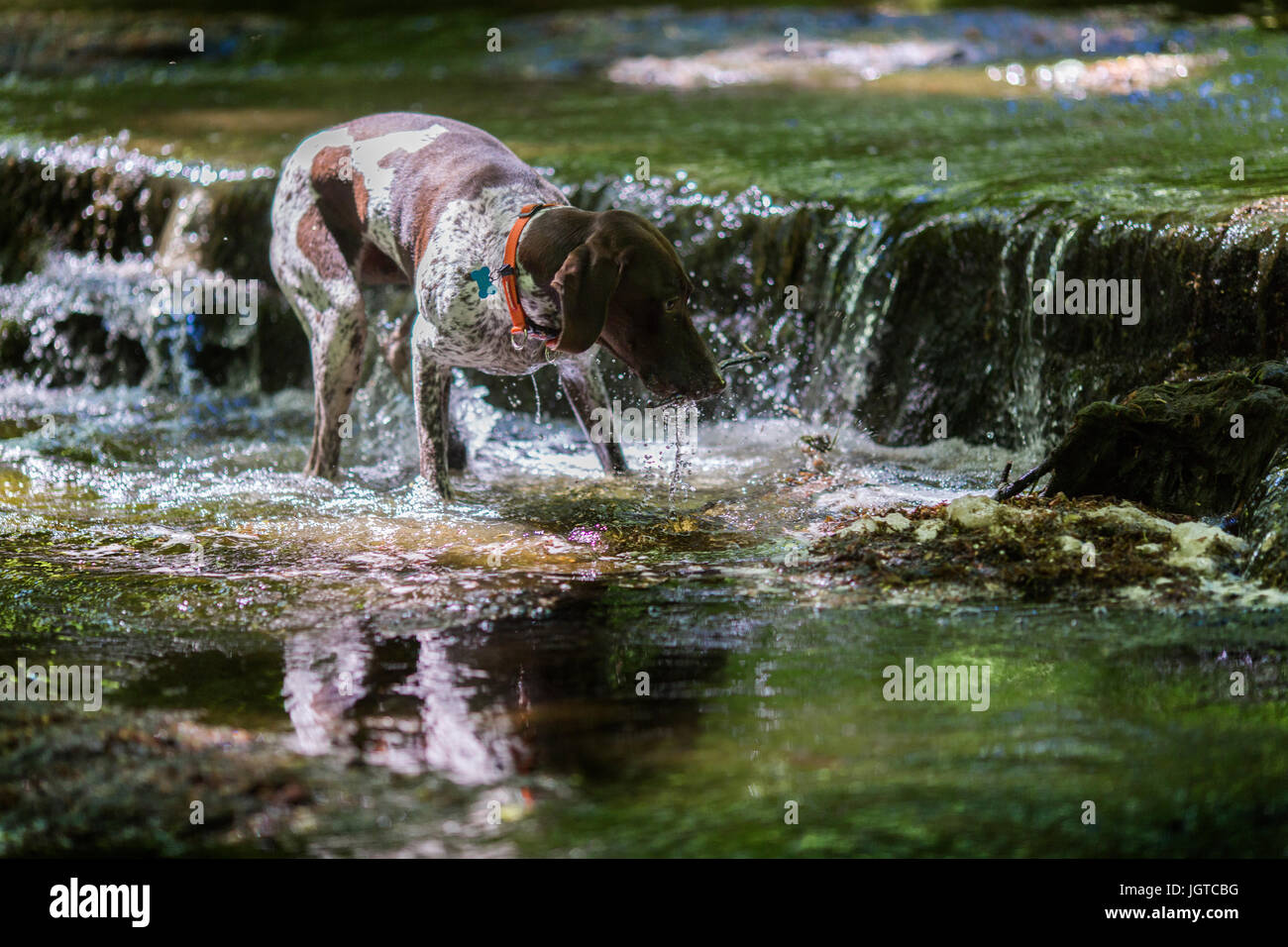 Dogs playing in streams Stock Photo - Alamy