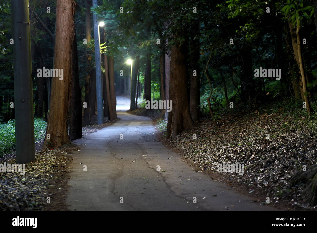 Dark Forest Road Night High Resolution Stock Photography and Images - Alamy