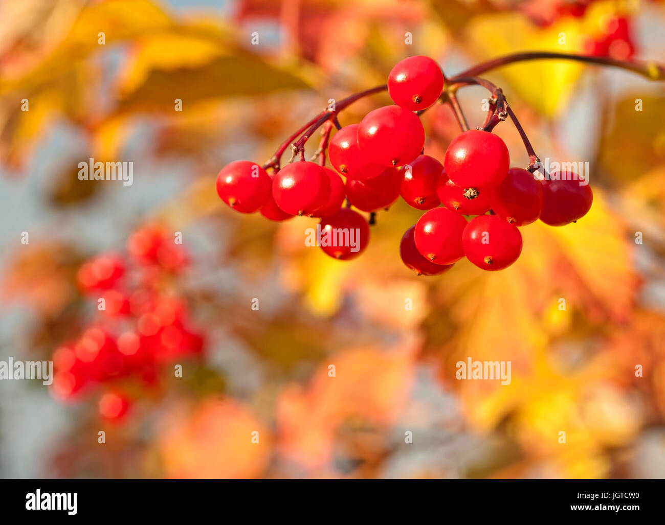 Snowball tree hi-res stock photography and images - Alamy