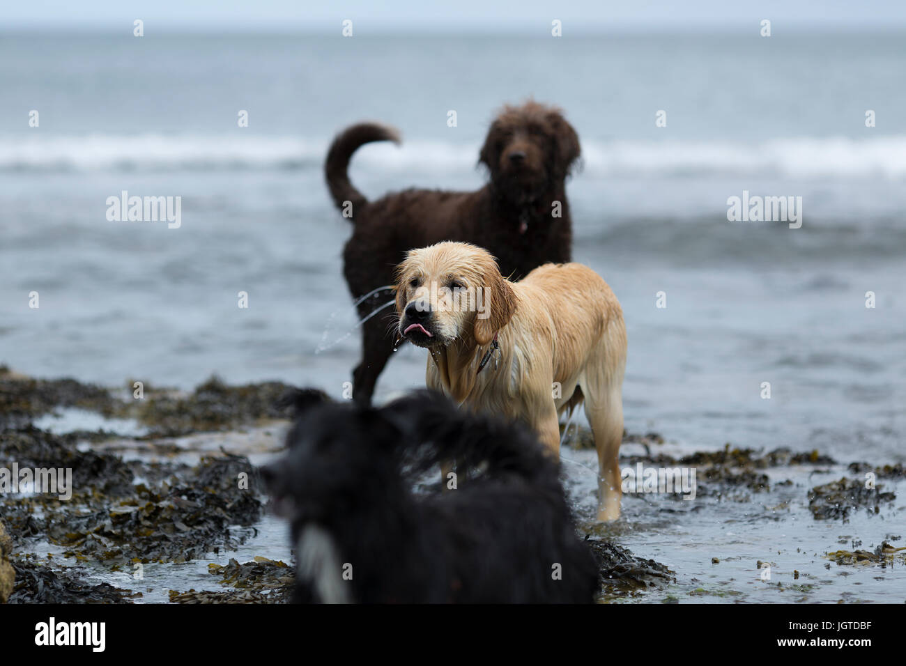 Dogs playing by the sea Stock Photo - Alamy