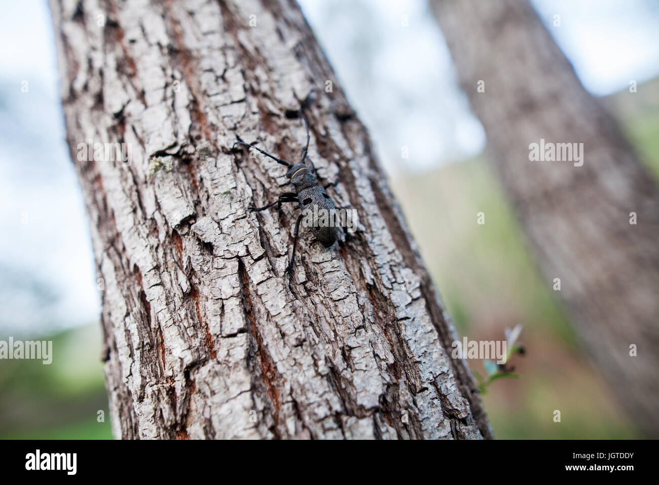 Detail shot of a Weaver Beetle on a tree Stock Photo - Alamy