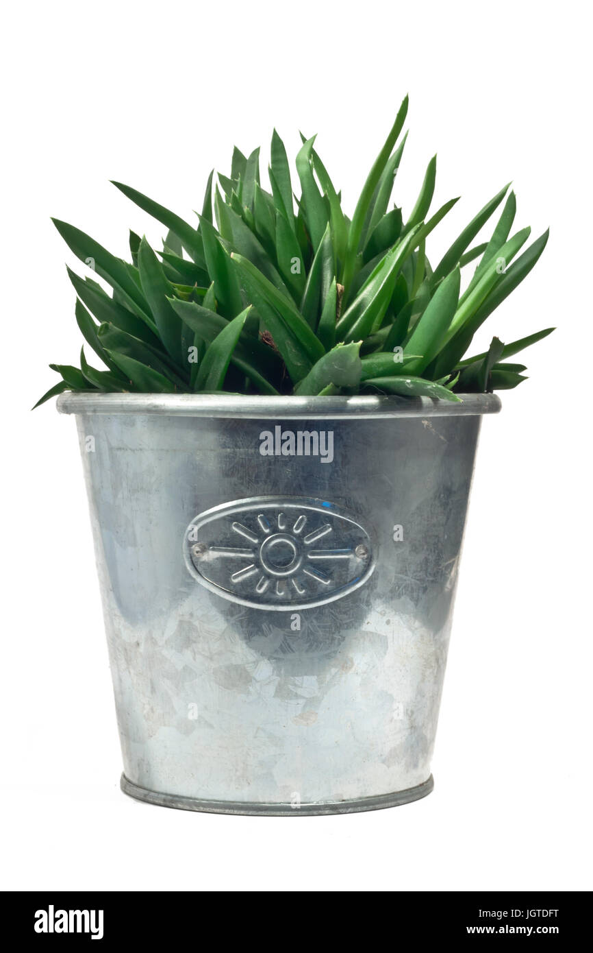 Small potted cactus in Cut Out Stock Images & Pictures - Alamy
