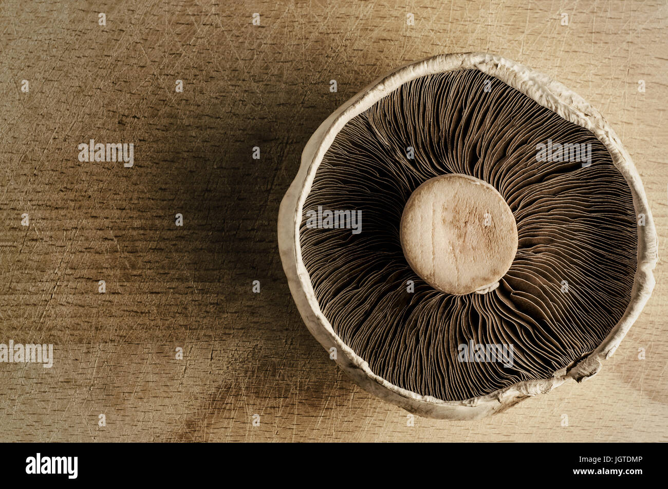 A large, open cap mushroom on an old, scratched and cut wooden chopping ...