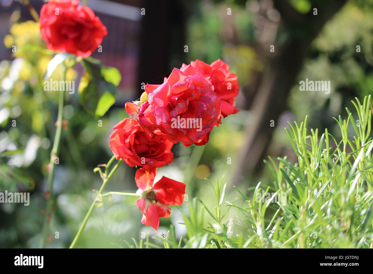 Summer roses outdoor hi-res stock photography and images - Alamy