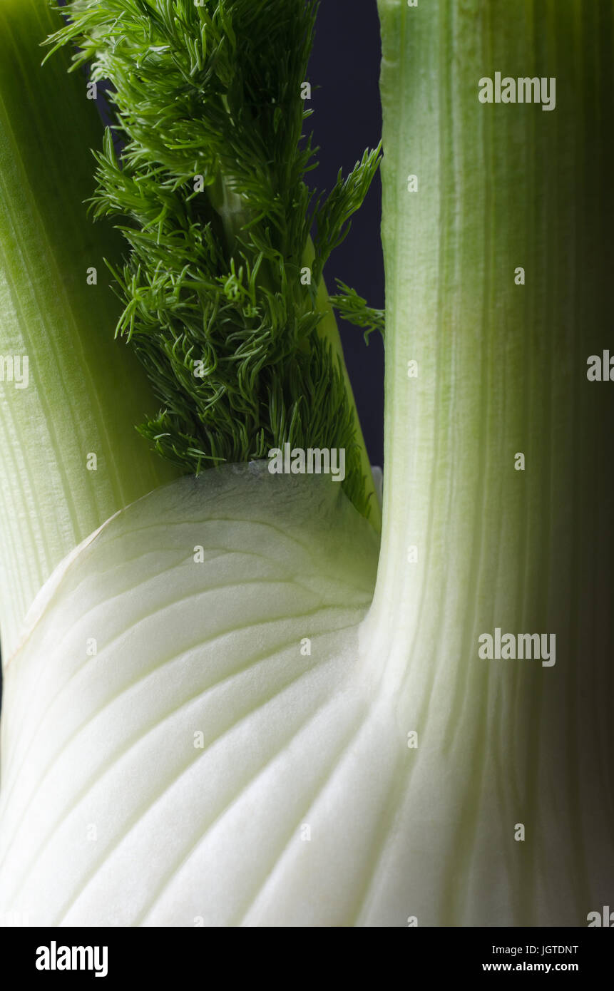 Fennel bulb hi-res stock photography and images - Alamy