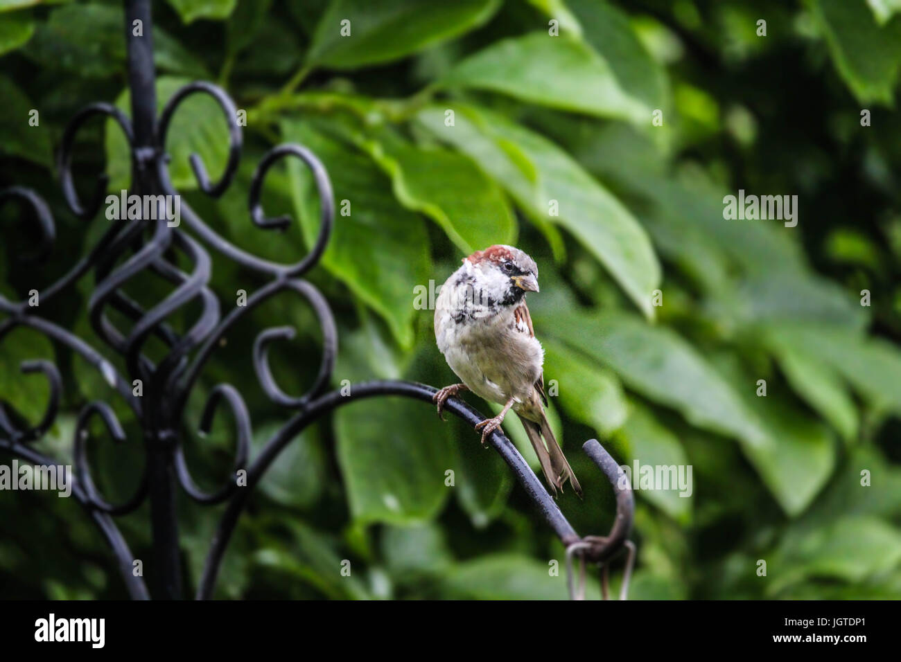 Curious bird hi-res stock photography and images - Alamy