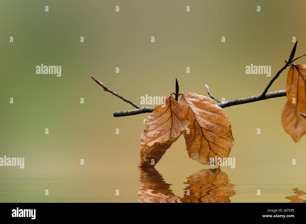 Tree leaves reflection water hi-res stock photography and images - Alamy