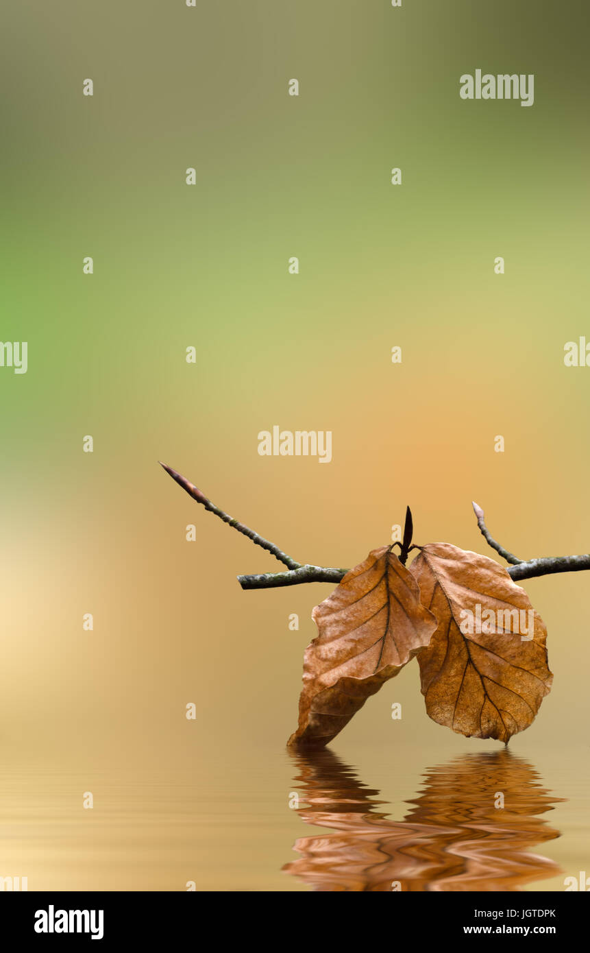 A branch hanging over rippling water, with Autumn leaves touching and reflecting in the surface ...