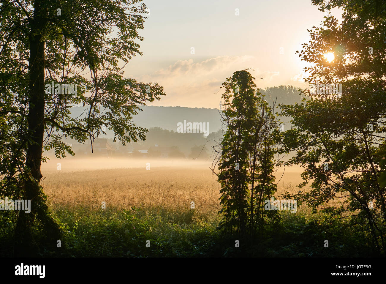 Sunrise over a grainfield with fog. Vivid colors with dramatic clouds ...