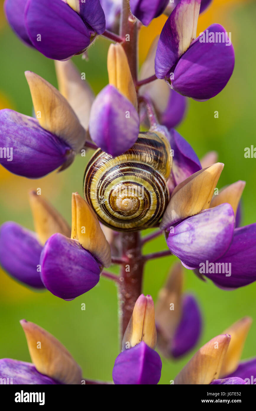The spiral of a small snail's shell perched on colorful flowers in a ...