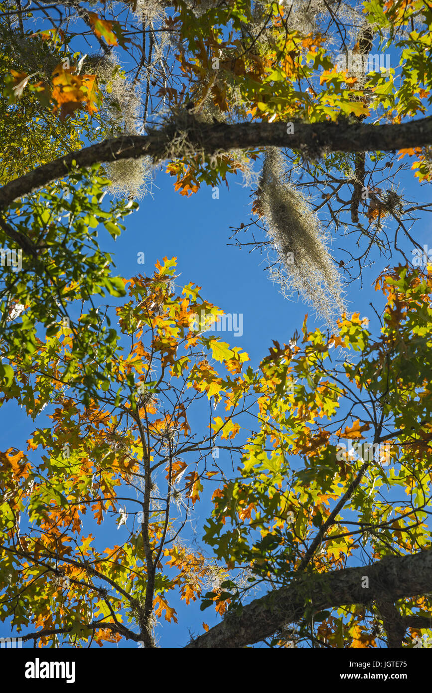 Colored autumn leaves on a tree in North Florida Stock Photo - Alamy