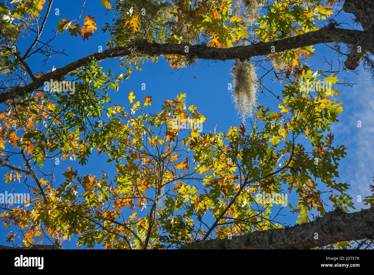 Color leaves tree hi-res stock photography and images - Alamy