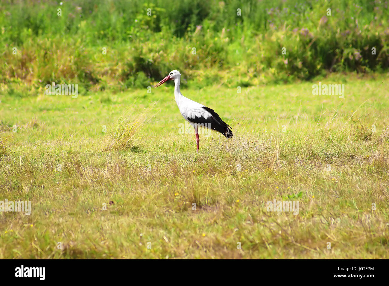 Black stork ukraine hi-res stock photography and images - Alamy