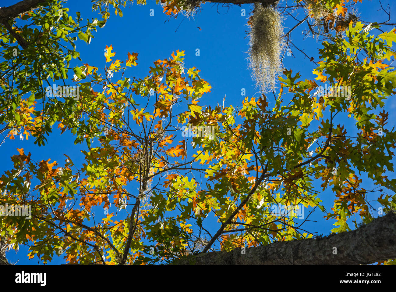 Color leaves tree hi-res stock photography and images - Alamy