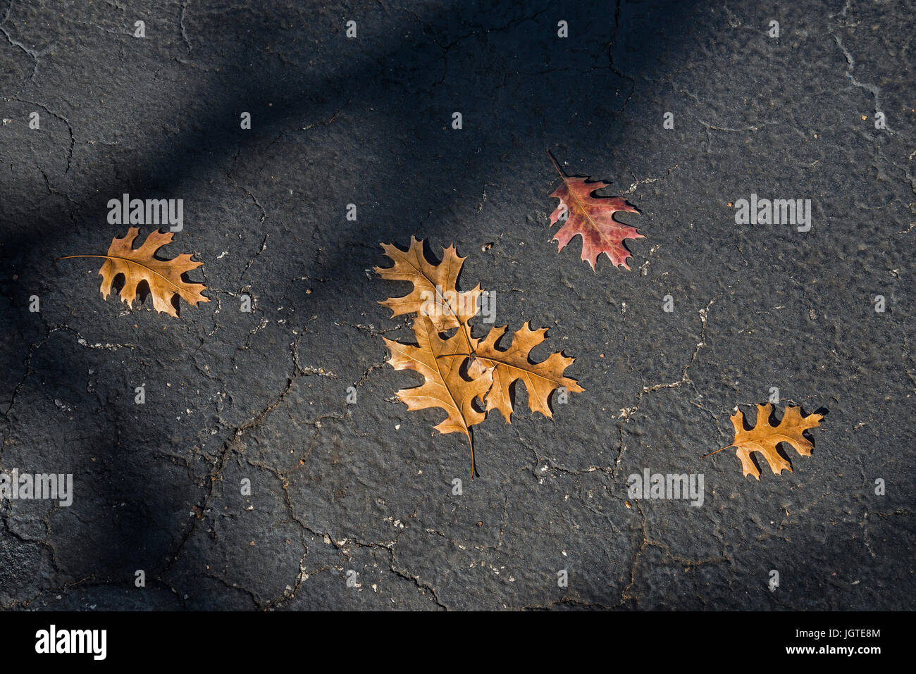 Fall leaves on cracked asphalt parking lot Stock Photo - Alamy