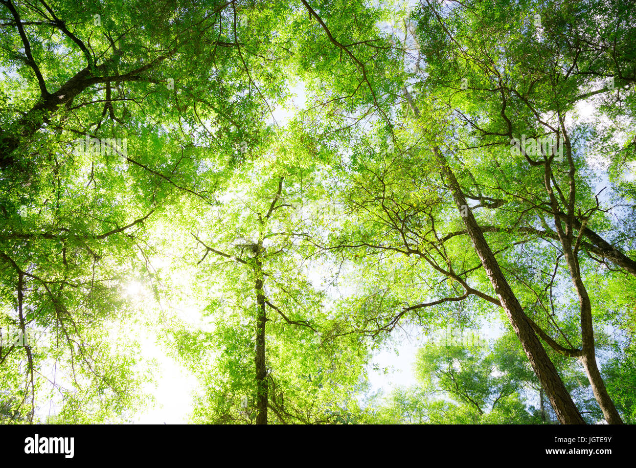 Tree canopy in a wooded area of North Central Florida Stock Photo - Alamy