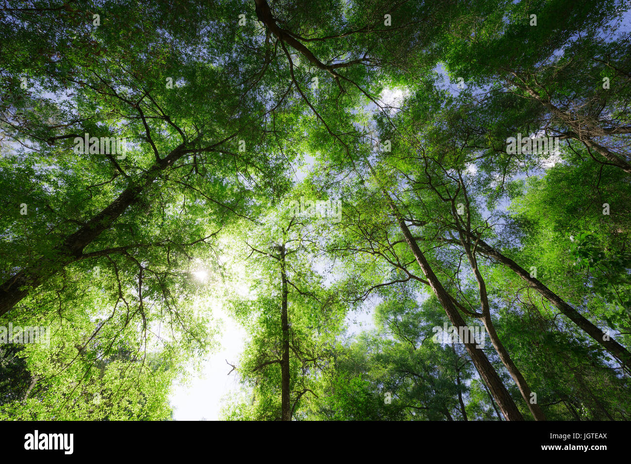 Tree canopy in a wooded area of North Central Florida Stock Photo - Alamy