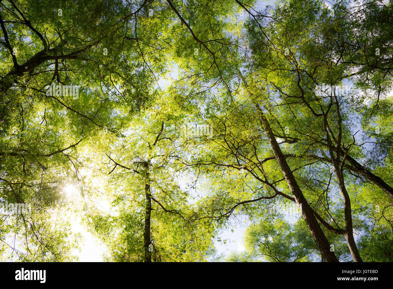 Tree canopy in a wooded area of North Central Florida Stock Photo - Alamy
