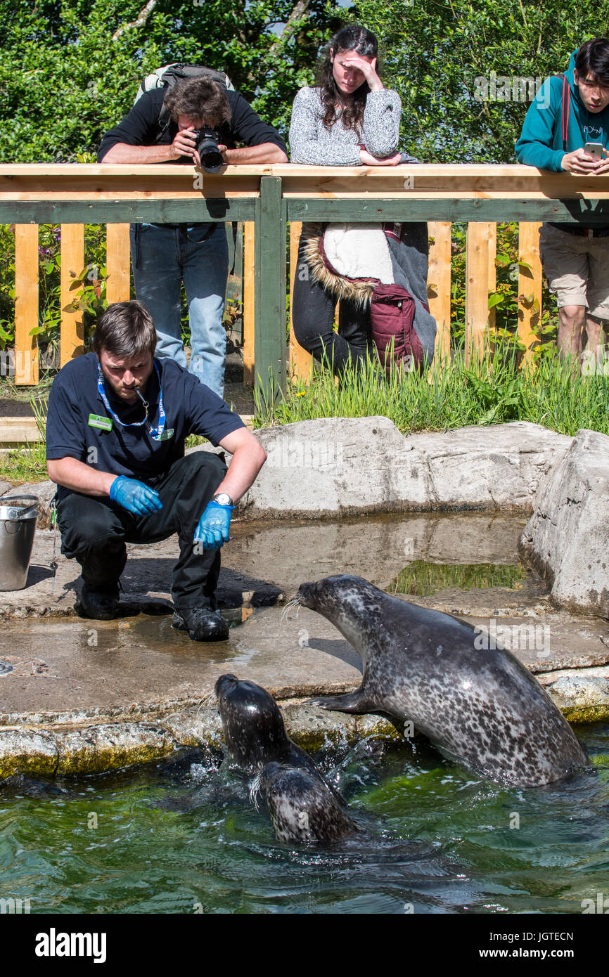 Animal carer feeding fish to common seals in front of visitors at the ...