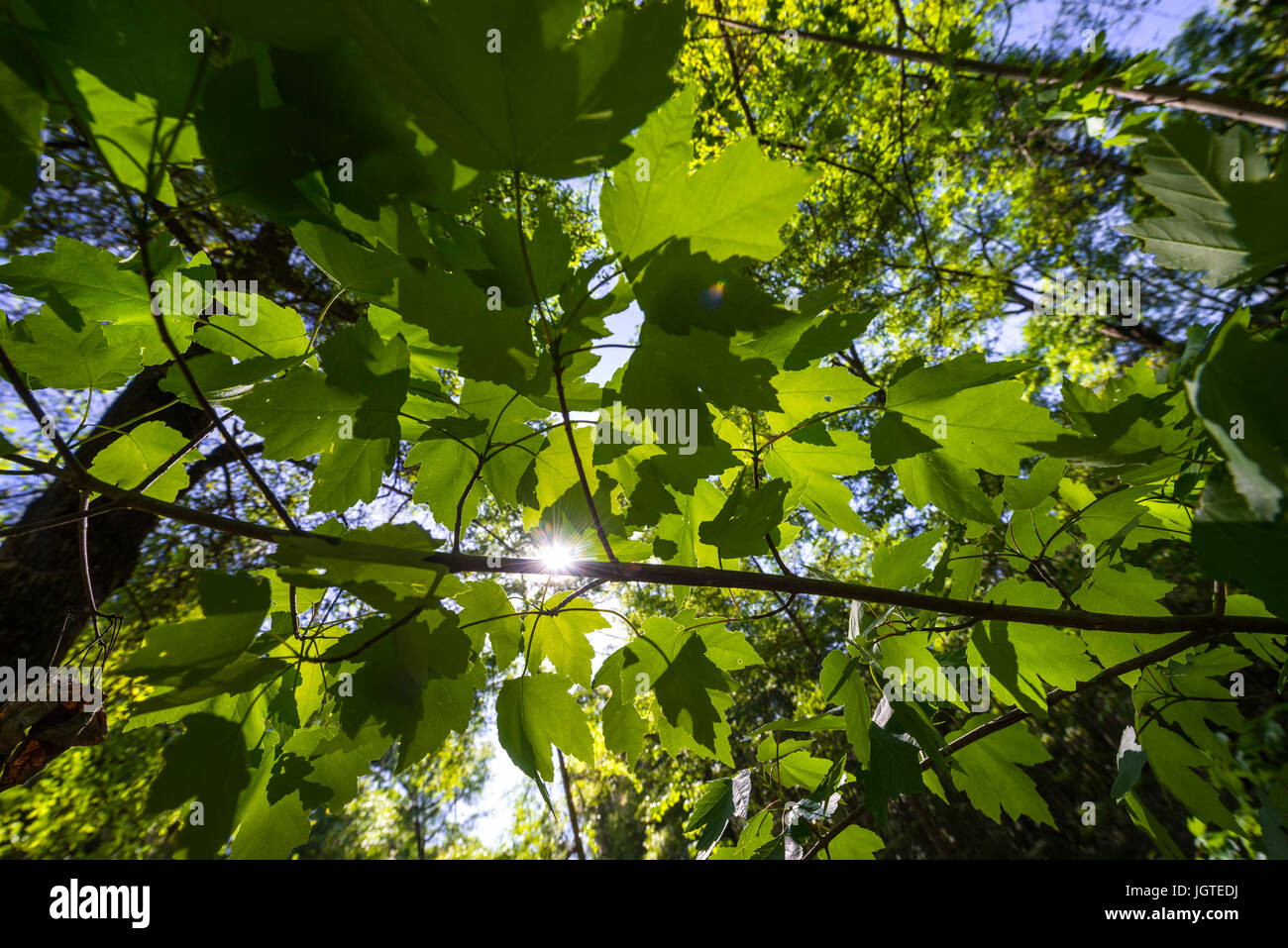 Tree canopy in a wooded area of North Central Florida Stock Photo - Alamy