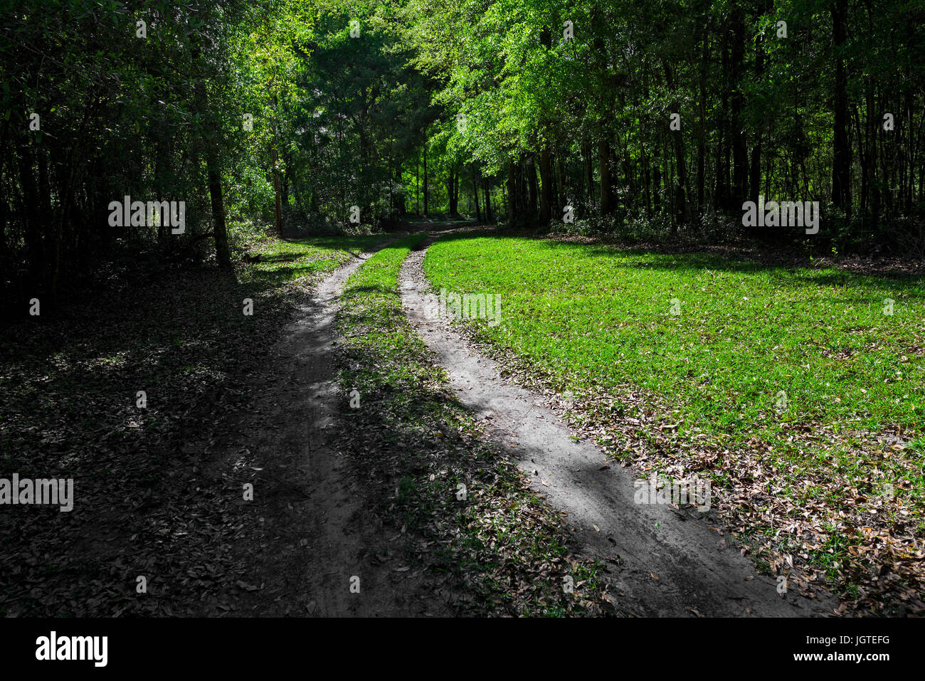 Canopy pathway hi-res stock photography and images - Alamy