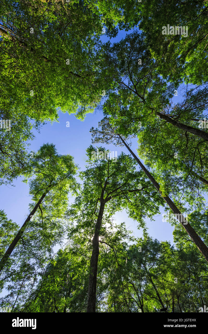 Canopy tree trees hi-res stock photography and images - Alamy