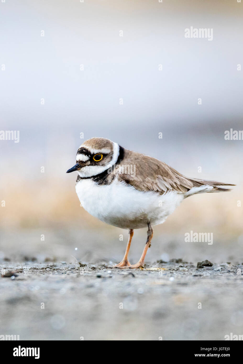 Little ringed plover Stock Photo - Alamy
