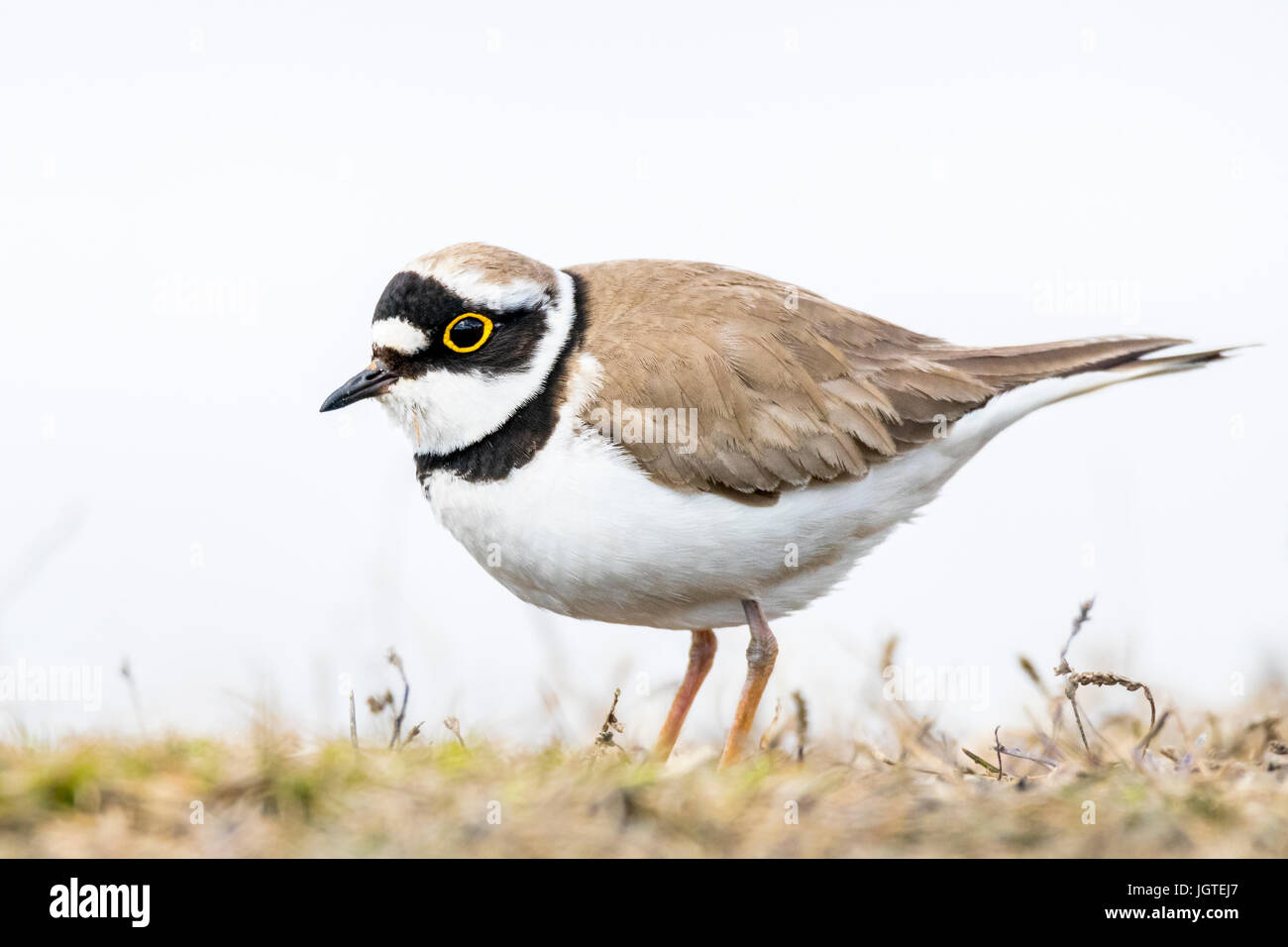 Male little ringed plovers hi-res stock photography and images - Alamy