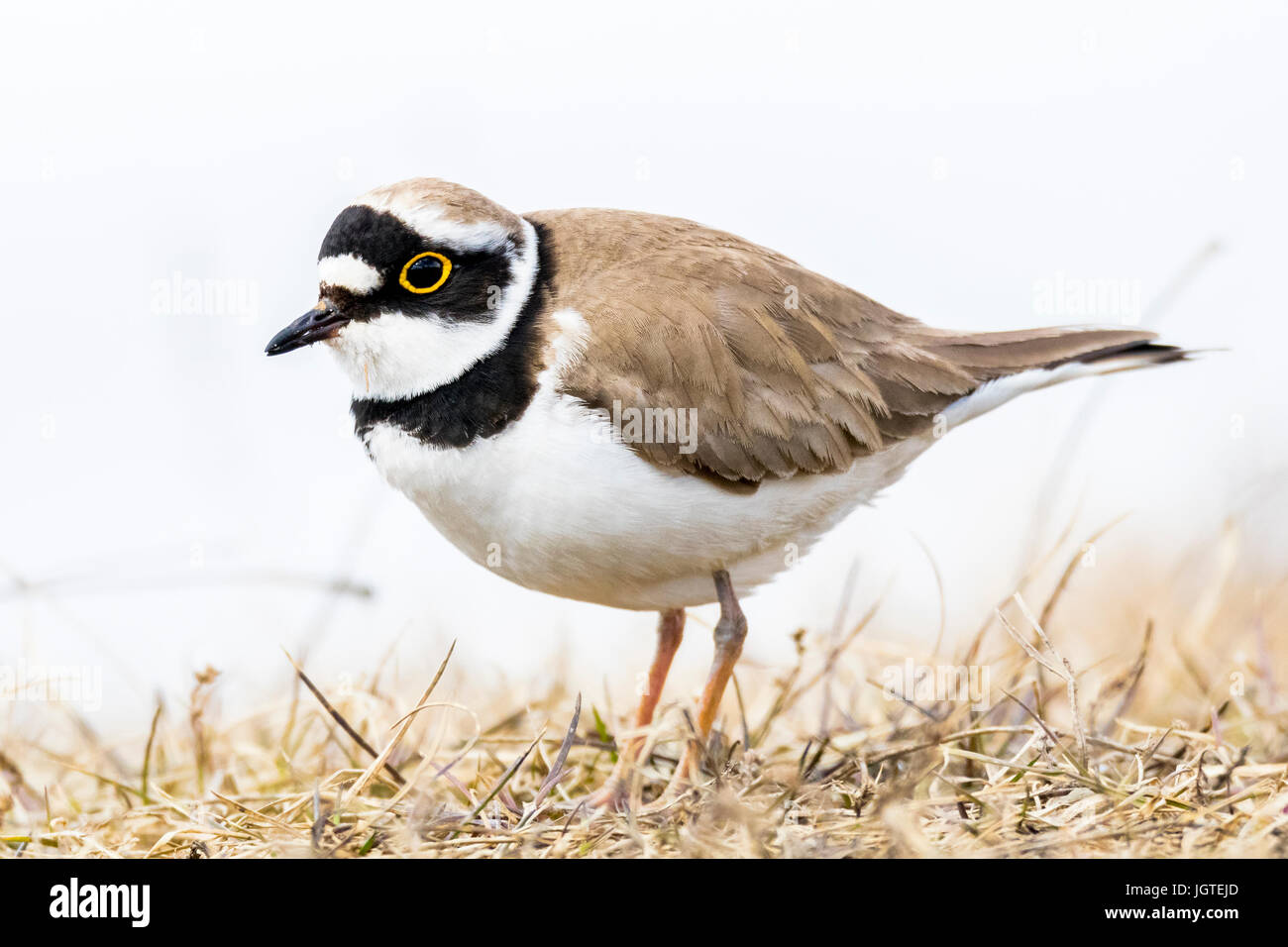 Male little ringed plovers hi-res stock photography and images - Alamy