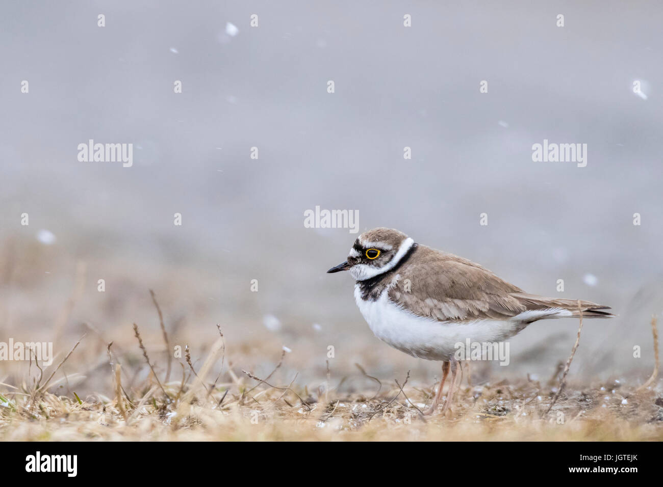 Little ringed plover Stock Photo - Alamy