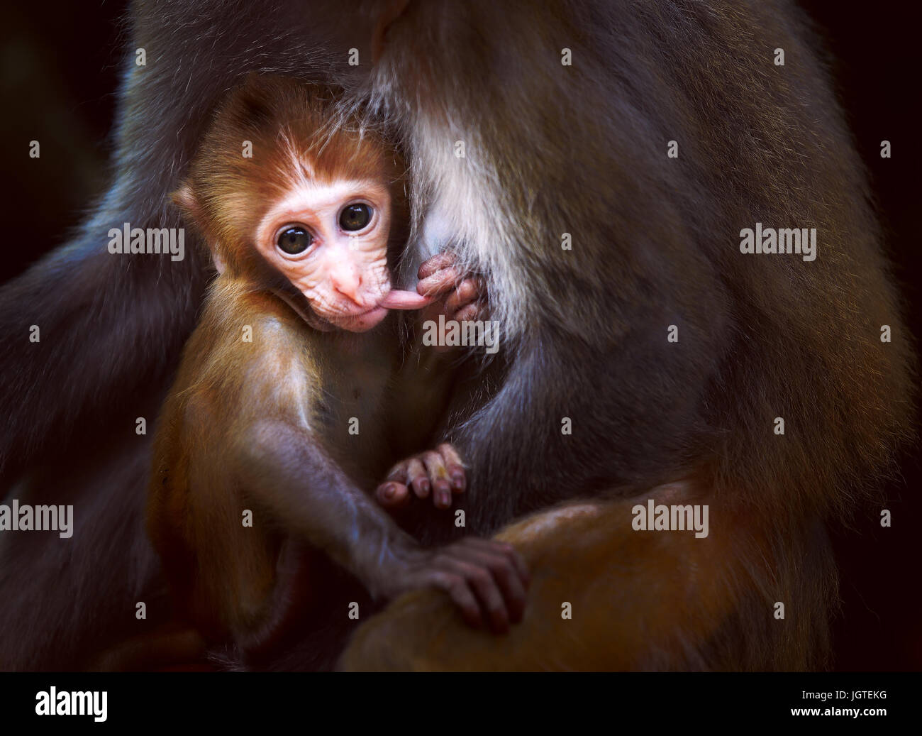 Close-up of monkey Stock Photo - Alamy