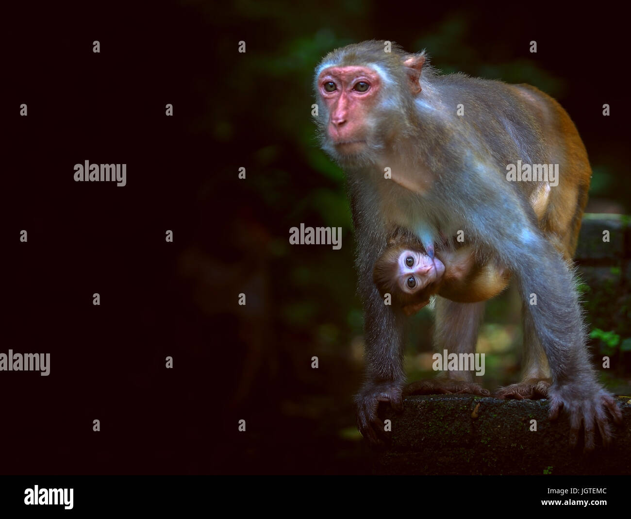 Close-up of monkey Stock Photo - Alamy
