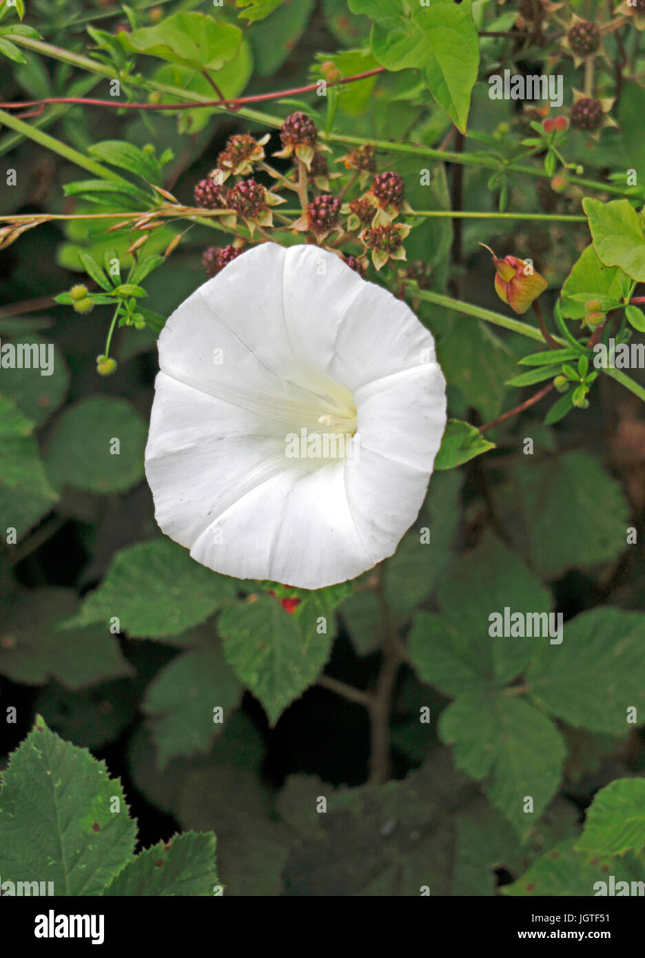 A view of the flower of Great Bindweed, Calystegia sylvatica Stock ...