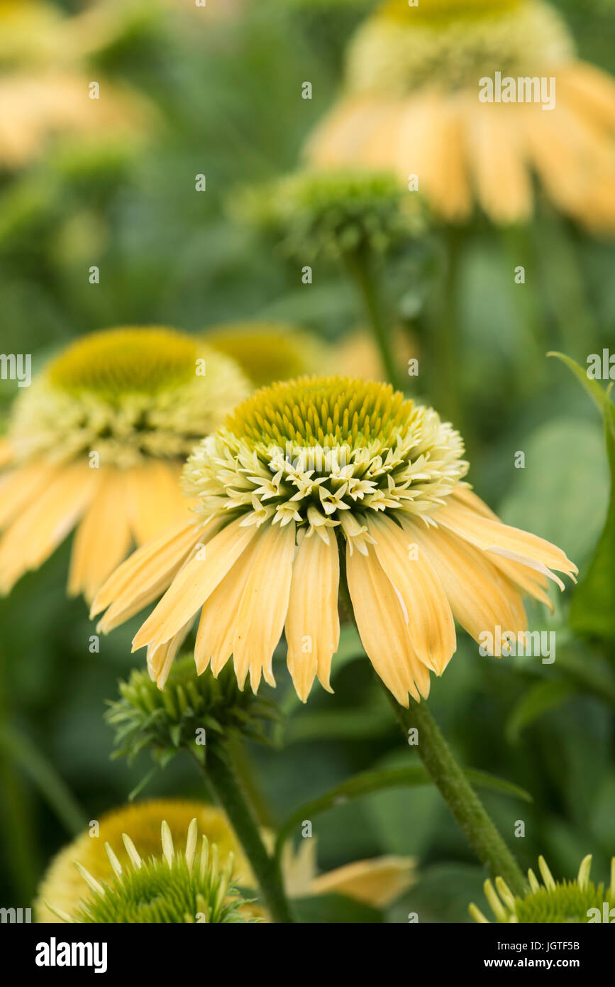Echinacea 'Double scoop lemon cream'. Double flowered Coneflower Stock ...