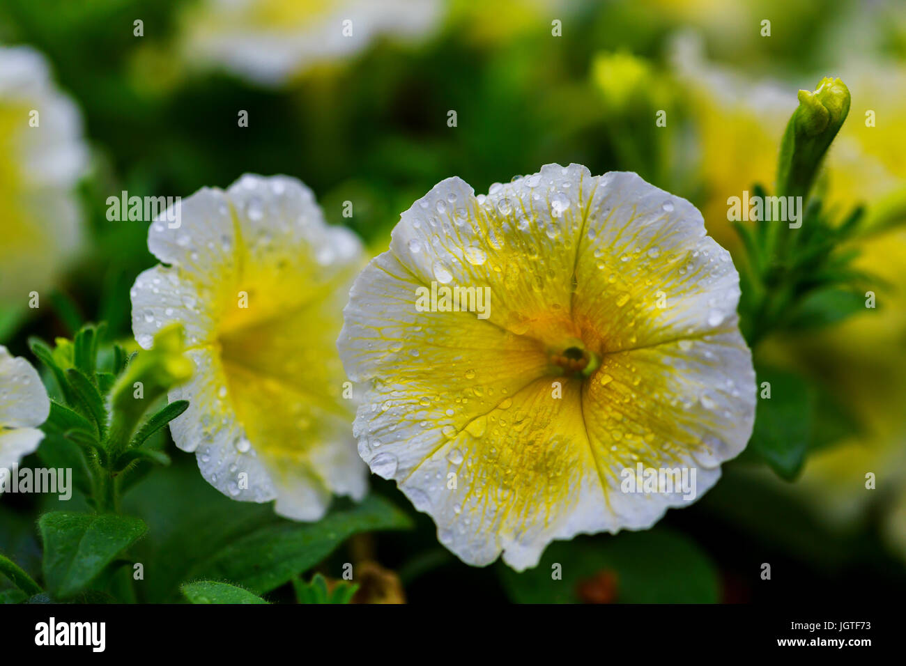 Outdoor color macro portrait of a single yellow and violet flowering ...