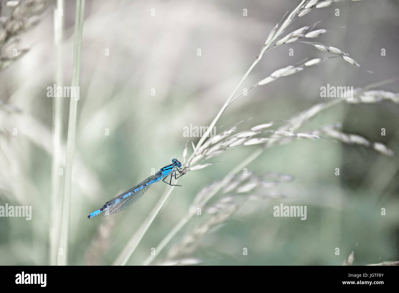 Dragonfly straw hi-res stock photography and images - Alamy
