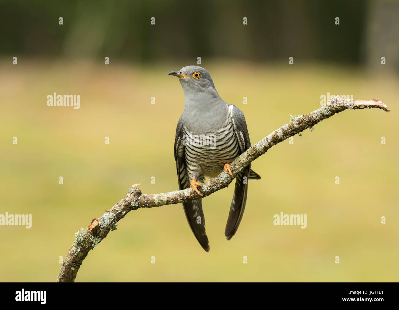 Adult Male Cuckoo perched on stick Stock Photo - Alamy