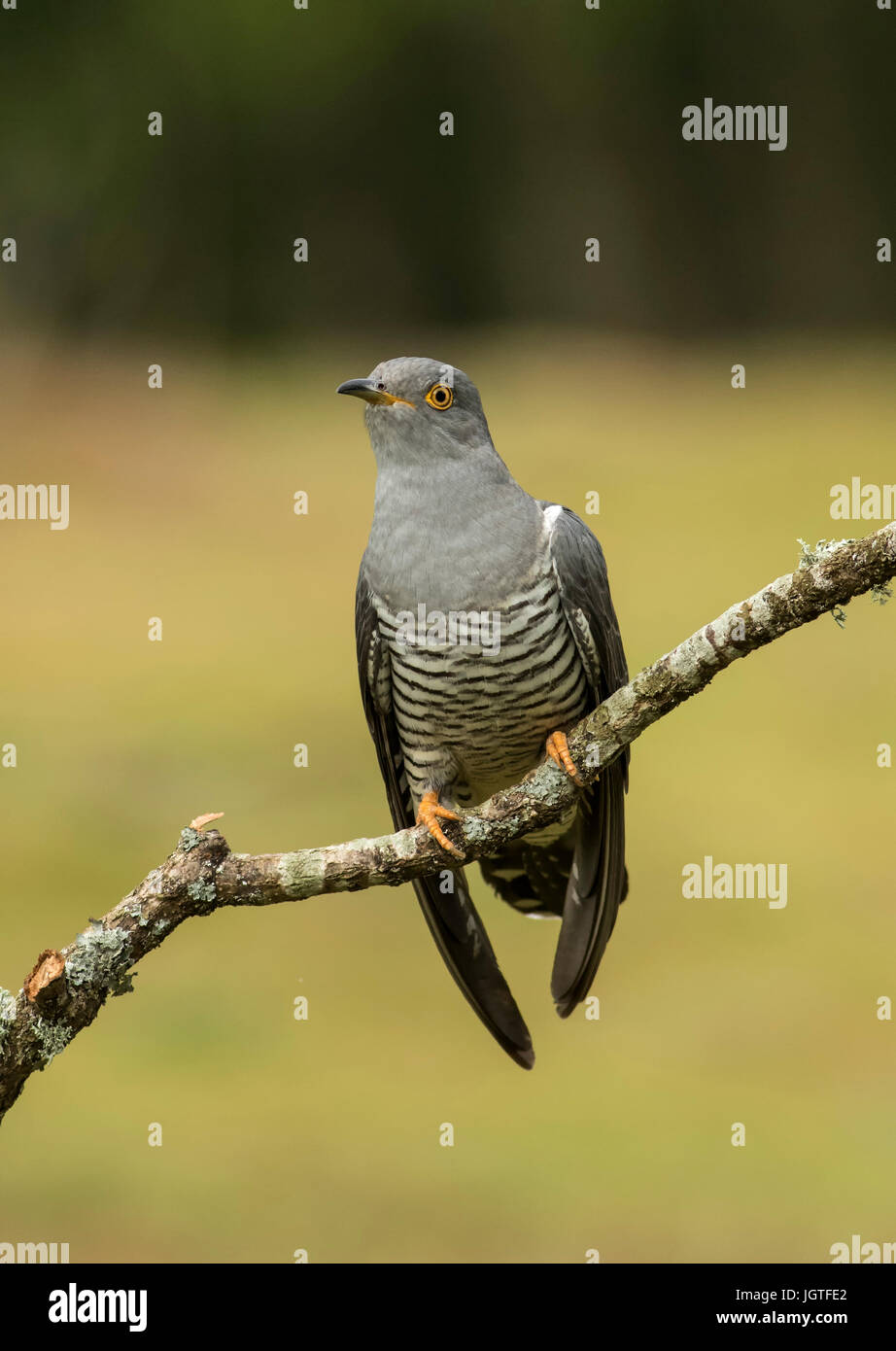 Adult Male Cuckoo perched on stick Stock Photo - Alamy